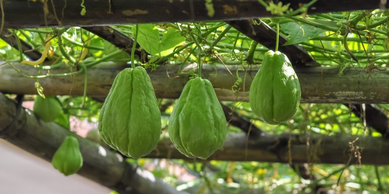 10 Vegetables That Grow on Vines - GFL Outdoors