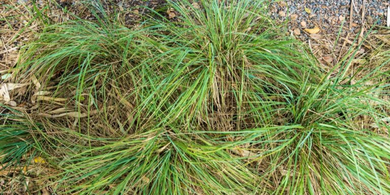 The Most Common Florida Native Grasses - GFL Outdoors