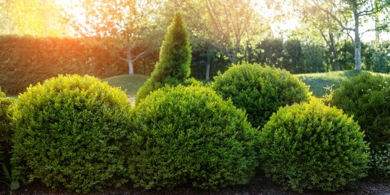 Trees that Start With B: Tree from Around the World! - GFL Outdoors