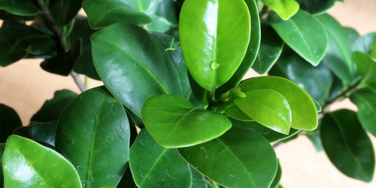 Green Island Ficus Growth and Care Guide - GFL Outdoors