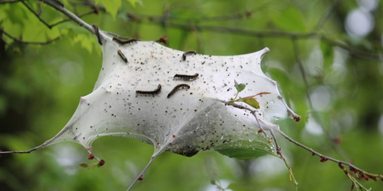 7 Bugs that kill Trees and How to Eliminate Them - GFL Outdoors