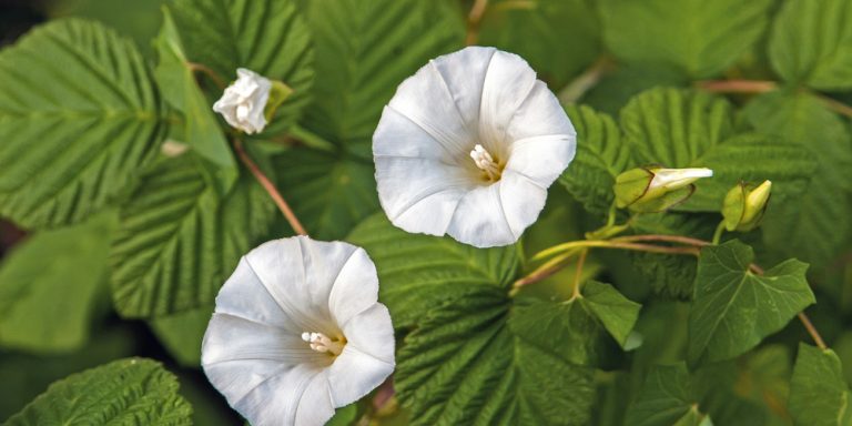 Large Leaf Weeds: 17 Common Weeds - GFL Outdoors