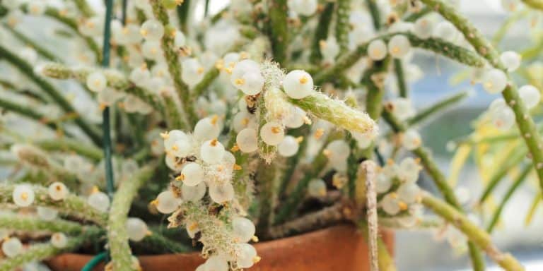 Flowering Cactus in Florida? 4 Cacti That Bloom No Matter What Happens ...