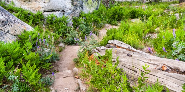 Nevada Fern Plant: Growth and Care Guide - GFL Outdoors