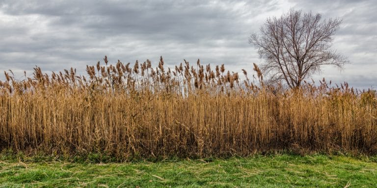 Illinois Prarie Grasses: Grasses that are native to Illinois - GFL Outdoors