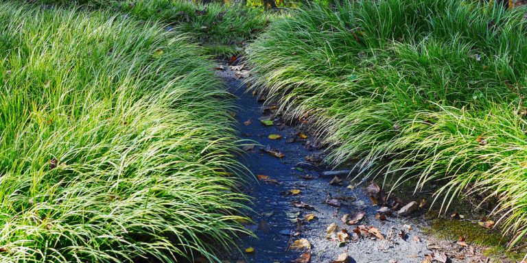 Illinois Prarie Grasses: Grasses that are native to Illinois - GFL Outdoors
