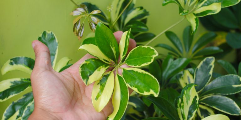 8 Umbrella-Shaped Trees - GFL Outdoors