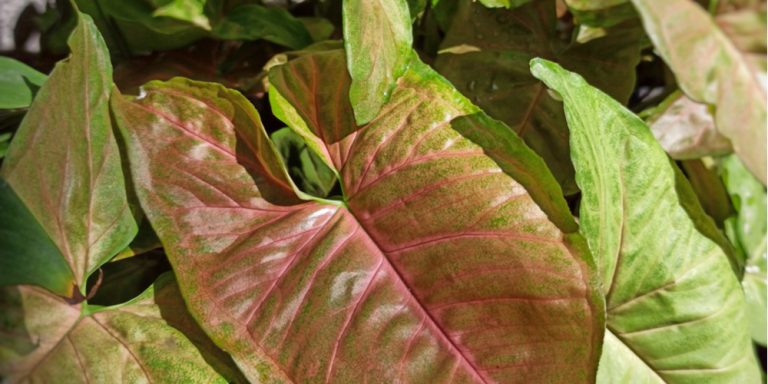 Syngonium Maria Allusion Growth and Care Guide - GFL Outdoors
