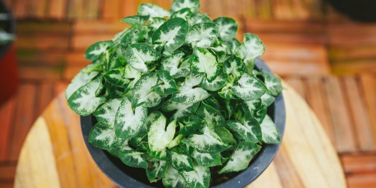 Syngonium Pixie Growth and Care Guide - GFL Outdoors