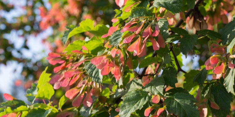 9 Maple Trees that Will Grow Well in the Colorado Climate - GFL Outdoors