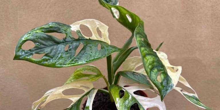 Variegated Monstera Adansonii Growth and Care Guide – GFL Outdoors