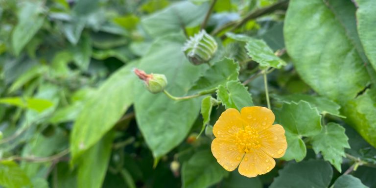 Large Leaf Weeds: 17 Common Weeds - GFL Outdoors