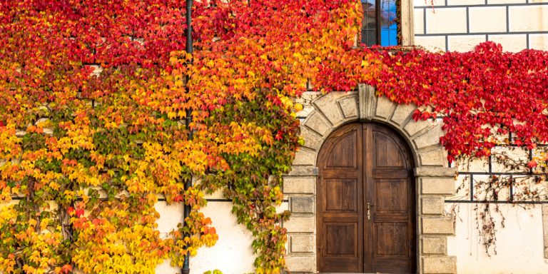 How To Get Rid Of Virginia Creeper Gfl Outdoors