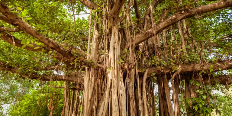 Trees that Start With B: Tree from Around the World! - GFL Outdoors