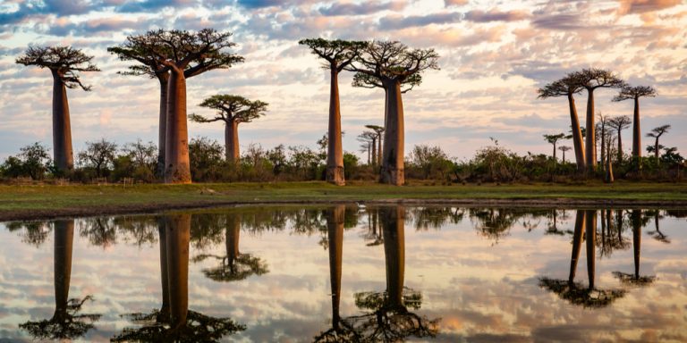 Trees that Start With B: Tree from Around the World! - GFL Outdoors