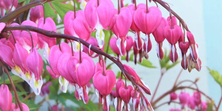 Upside Down Flower: Plant Varieties That Have Hanging Flowers – GFL ...