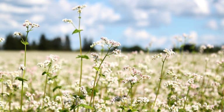 When to Plant Buckwheat: Optimal Timing for Your Crops - GFL Outdoors