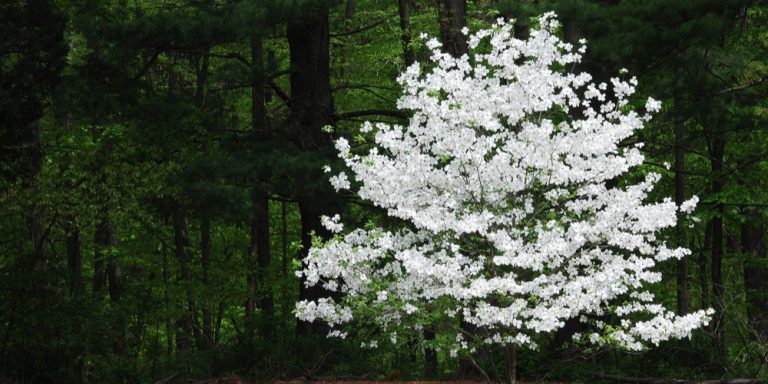 Do Dogwoods Need Full Sun?: Dogwood Light Requirements