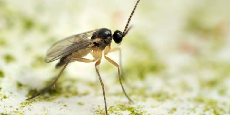 5 Bugs that Come out of Drains – GFL Outdoors