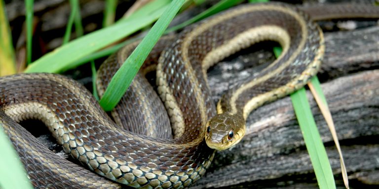 What Do Garter Snakes Eat: Understanding Their Diet Preferences - GFL ...