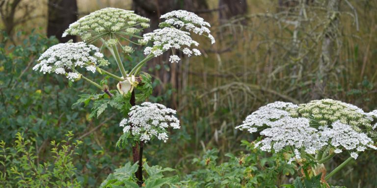 Hogweed vs Hemlock: A Comparison - GFL Outdoors