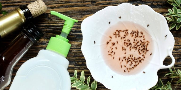 How to Get Rid of Gnats in your Lawn? - GFL Outdoors