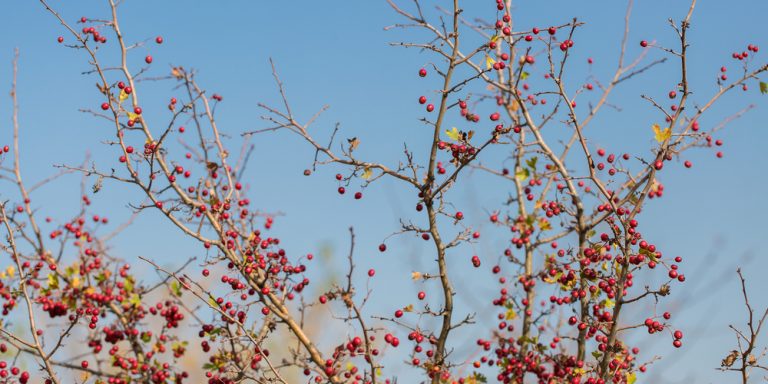 Trees With Red Berries in Winter: 8 Varieties - GFL Outdoors