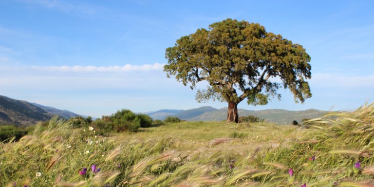 8 Umbrella-Shaped Trees - GFL Outdoors