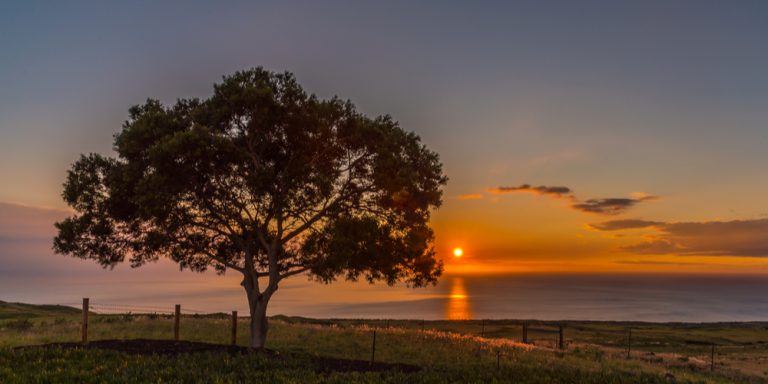 9 Trees with Seed Pods - GFL Outdoors