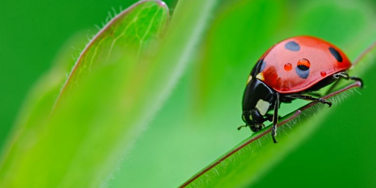 Do Ladybugs Eat Spider Mites? Effective Pest Control Methods