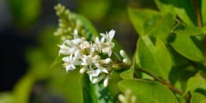 Ligustrum Tree Care: Everything You Need to Know