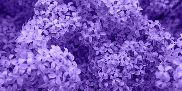 When to Plant Lilacs in Colorado? - GFL Outdoors