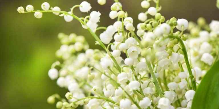 Upside Down Flower: Plant Varieties That Have Hanging Flowers – GFL ...