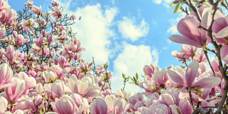 Flowering Trees Zone 9: The Ultimate Guide - GFL Outdoors