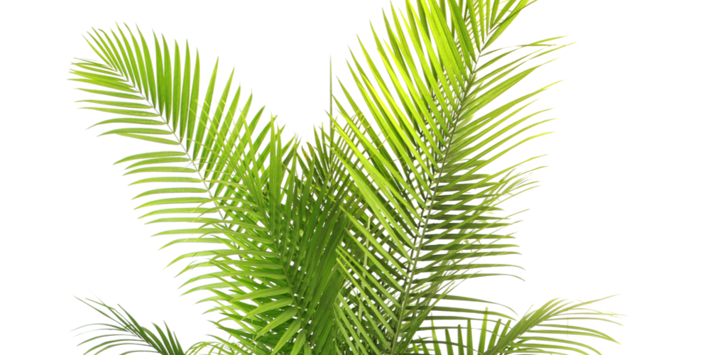 Why Are My Majesty Palm Leaves Turning Brown: Common Causes Why Are My Majesty Palm Leaves Turning Brown: Common Causes