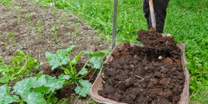 Can You Put Manure Over Grass Seed?: A Growers Guide - GFL Outdoors