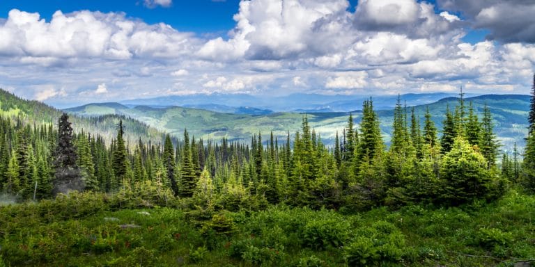 Evergreen Trees in Ohio: Native and Non-Native Varieties