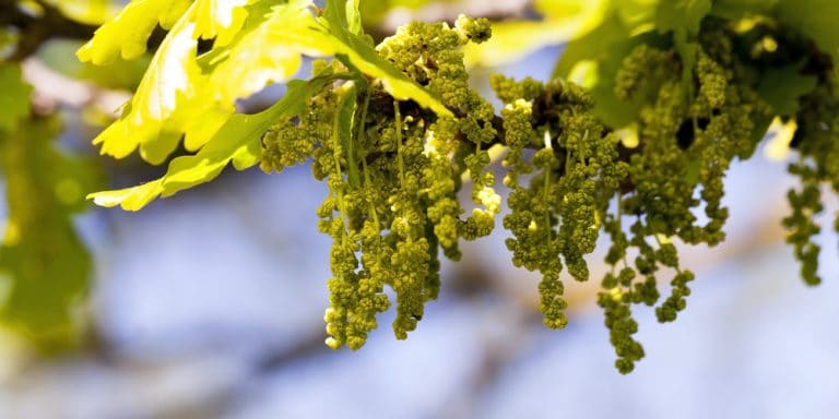 Are Oak Trees Flowering Plants? - GFL Outdoors