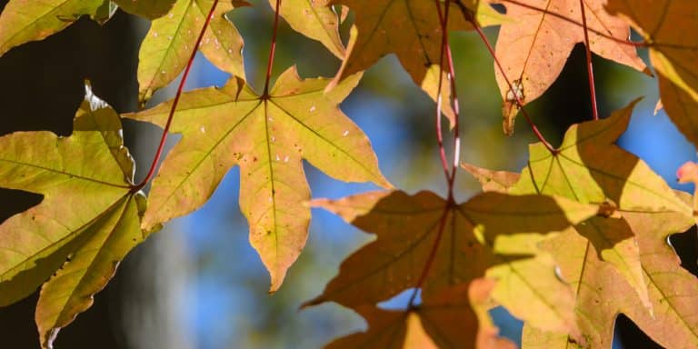 9 Maple Trees that Will Grow Well in the Colorado Climate – GFL Outdoors