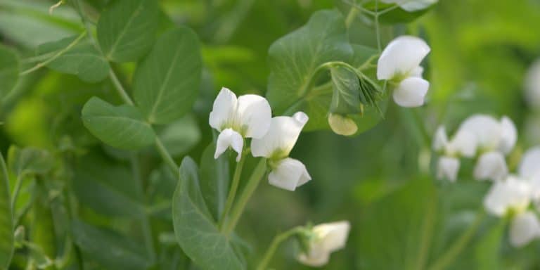 Pea Plant Growth Stages, Development, and Life Cycle - GFL Outdoors
