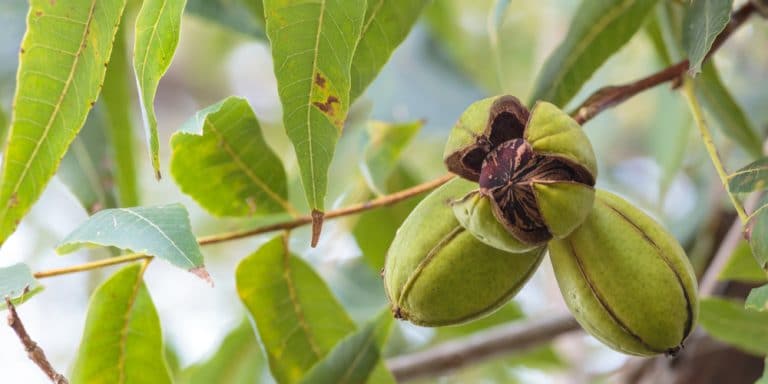 Pecan Trees in Arizona: Which Ones Do Well Here + Care