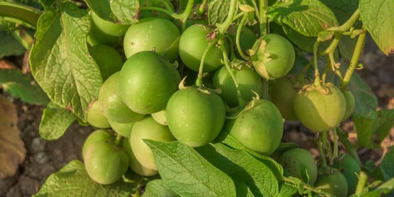 Should I remove Potato Fruit? - GFL Outdoors