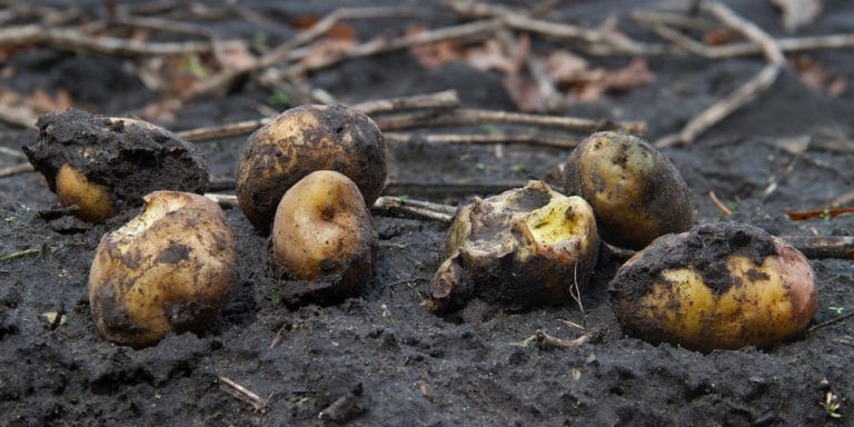 Why Do Potatoes Rot in the Ground? - GFL Outdoors