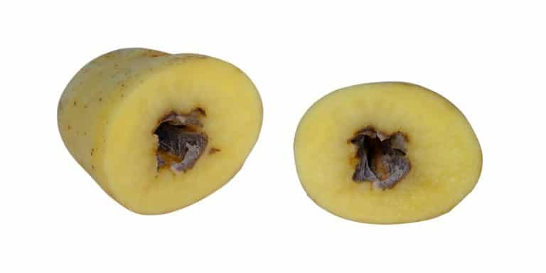 Why Do Potatoes Rot in the Ground? - GFL Outdoors