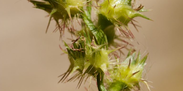 Types of Sticker Weeds: What to Look For and How to Get Rid of Them