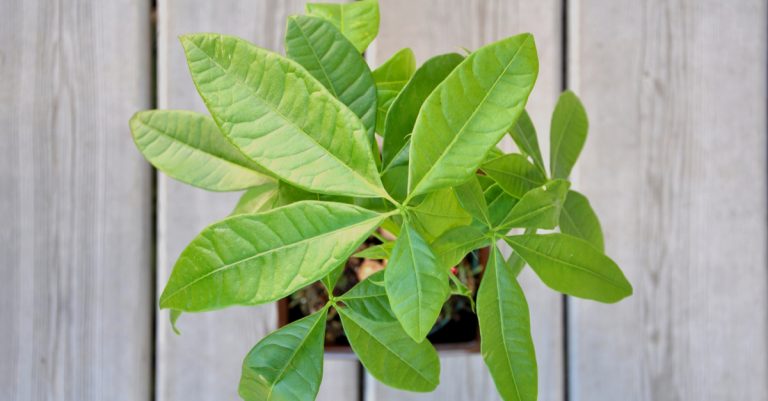 Money Tree Propagation: Everything You Need To Know - GFL Outdoors