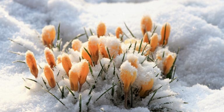 How Deep to Plant Crocus Bulbs - GFL Outdoors