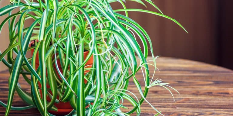Spider Plant Leaves Wilting: How to Fix Drooping Spider Plant – GFL ...