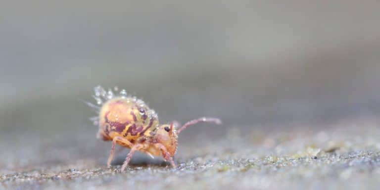 Battle Tested Ways to Get Rid of Springtails in Your Soil - GFL Outdoors