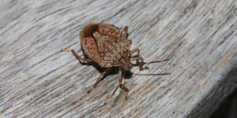 Common Basement Bugs: Identifying and Managing Household Pests - GFL ...